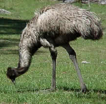 Emu - Ground Bird - The Emu - Birds