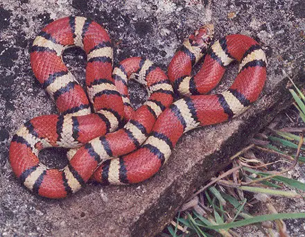 Mexican Milk Snake - Ground Reptiles