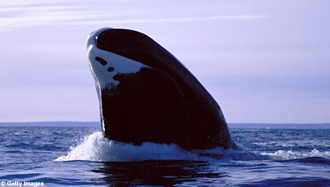 Bowhead Whale – Balaena mysticetus - Moderately Endangered
