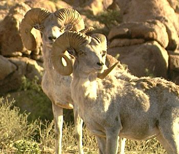 Argali – Ovis ammon - Moderately Endangered