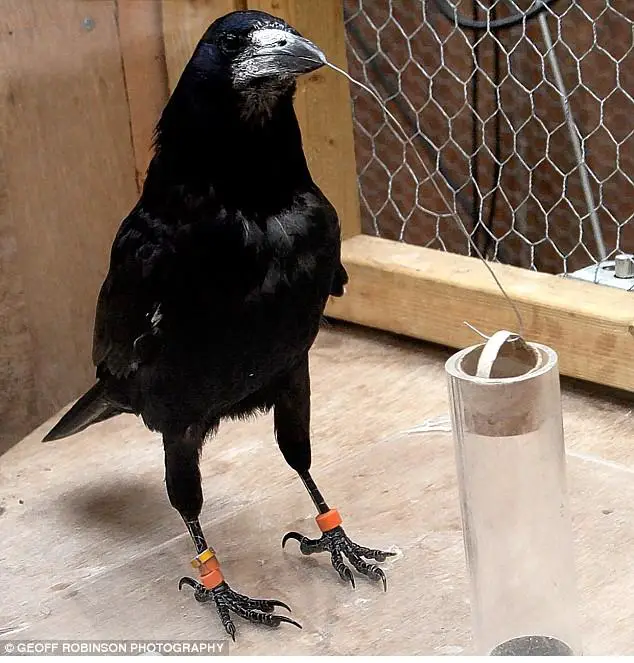Rook – Corvus Frugilegus - Birds