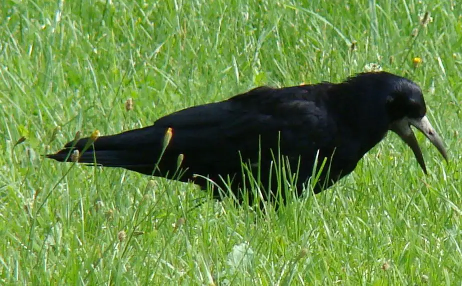 Rook – Corvus Frugilegus - Birds