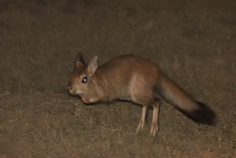 Springhare – Pedetus capensis - Ground Mammals