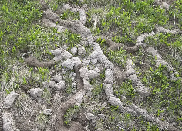 Gophers – Thomomys - Ground Mammals