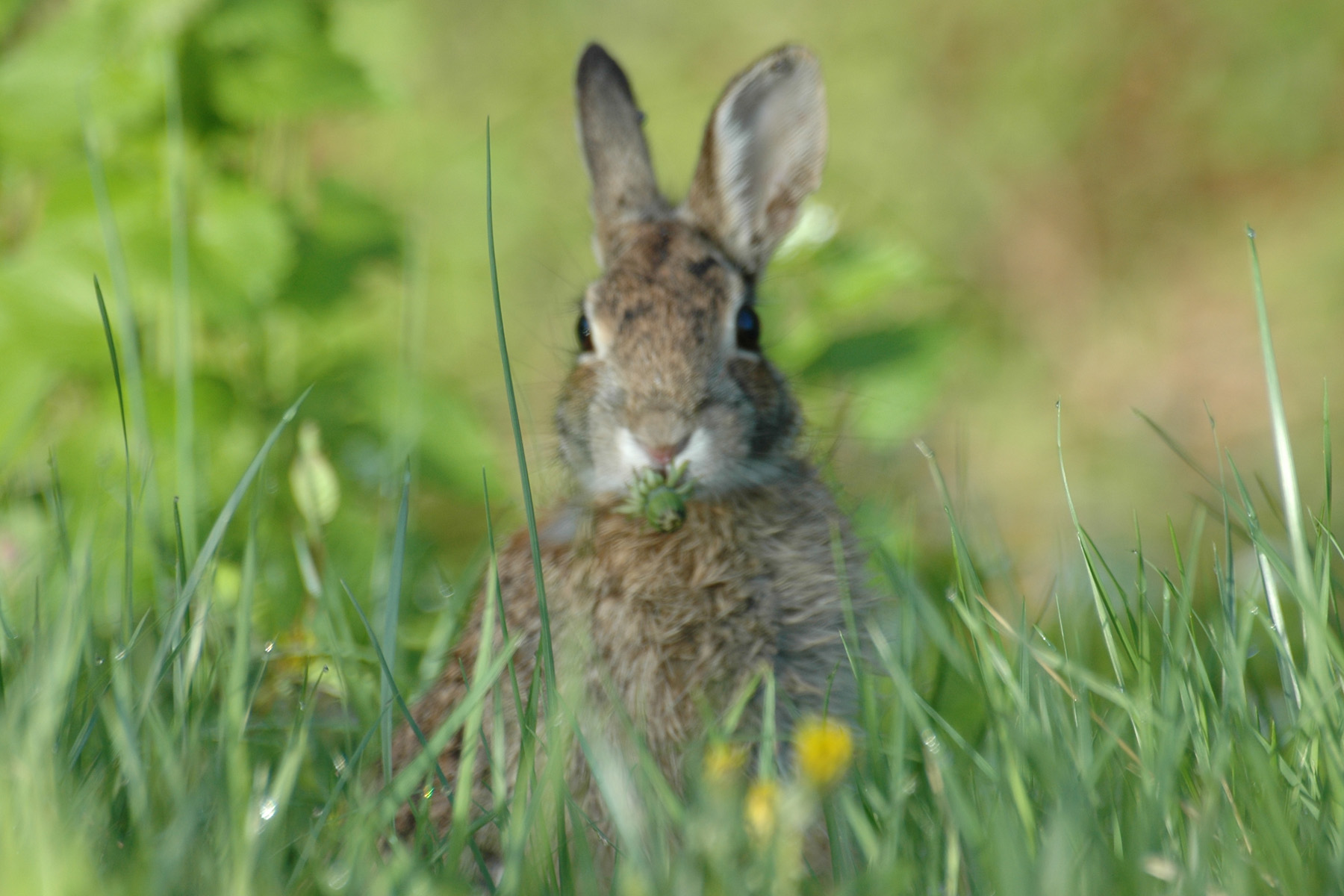 Eastern Cottontail – Sylvilagus floridanus - Ground Mammals