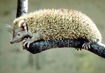 Tenrec - Ground Mammals