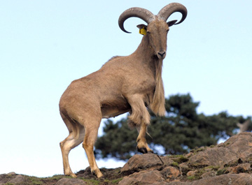 Barbary Sheep – Ammotragus lervia - Ground Mammals