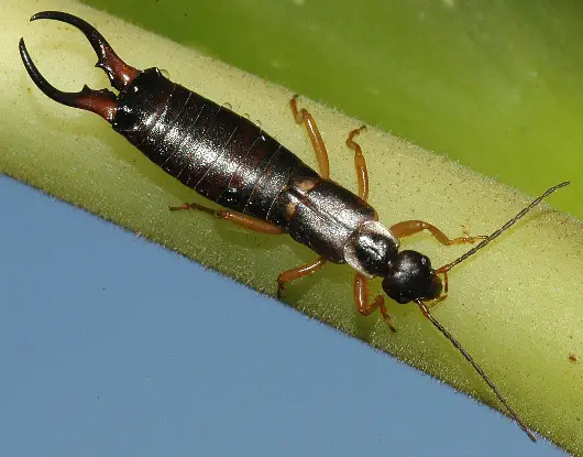 Common Earwig – Forficula auricularia - Insects