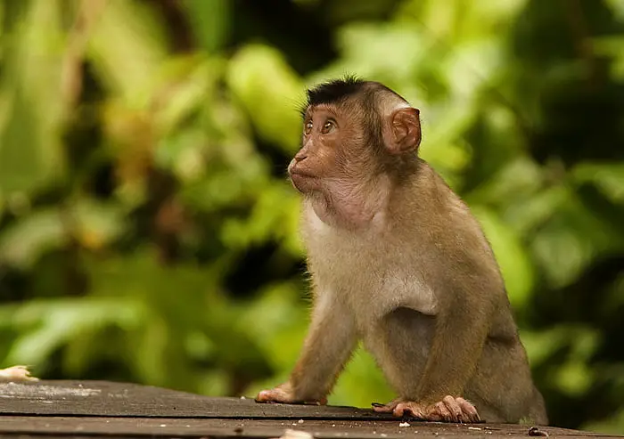 Baby Pigtail Macaque