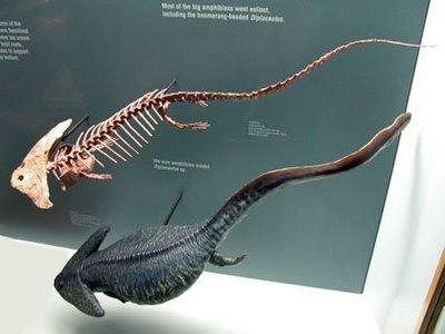 Diplocaulus – Diplocaulus magnicornis - Dinosaurs