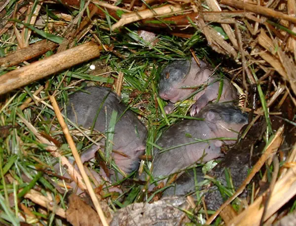 Muskrat – Ondatra zibethicus - Aquatic Mammals