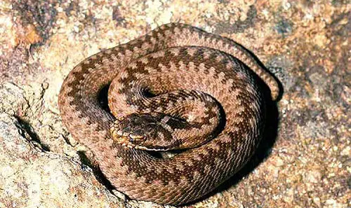 Common European Adder – Vipera berus - Ground Reptiles
