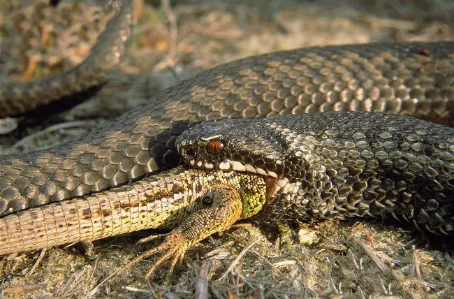 Common European Adder – Vipera berus - Ground Reptiles