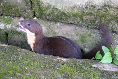 Back striped weasel - Alchetron, The Free Social Encyclopedia