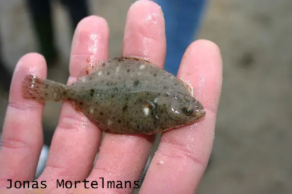 European Flounder – Platichthys flesus - Fish