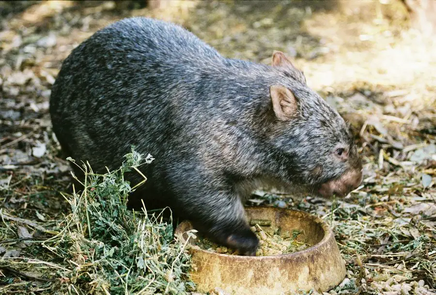 Common Wombat – Vombatus ursinus - Ground Mammals