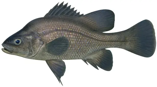 Macquarie Perch - Fish