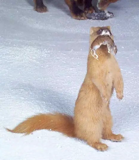 Siberian Mountain Weasel – Mustela sibirica - Ground Mammals