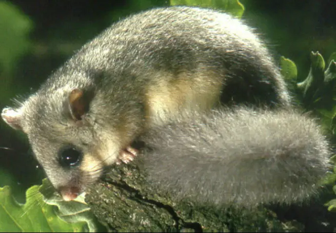 Edible Dormouse – Glis glis - Mammals
