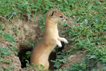 Mountain Weasel - Ground Mammals