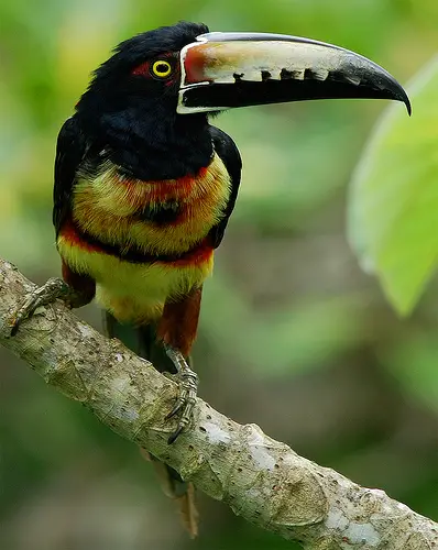 Collared Aracari - It's Nature