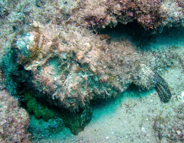 Synanceia – Stonefish - Fish