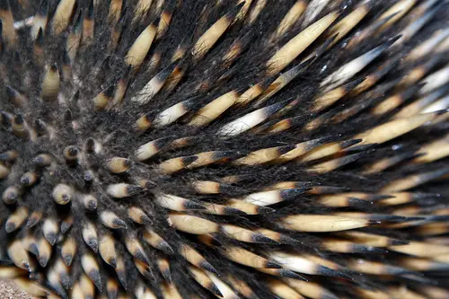 Short-beaked Echidna – Tachyglossus aculeatus - Ground Mammals