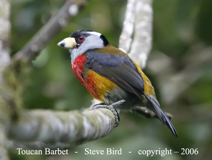 Toucan Barbet – Semnornis ramphastinus - Birds