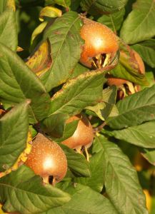 Loquat – Eriobotrya japonica – Japanese medlar - Trees