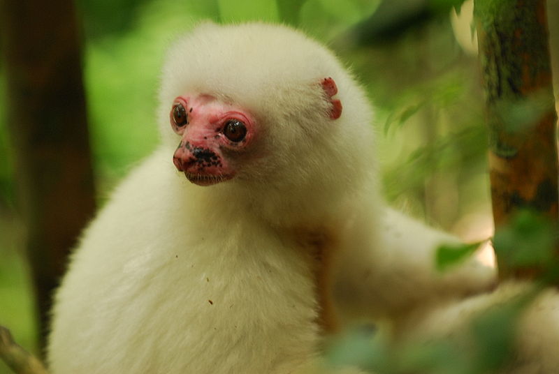 Silky Sifaka – Propithecus candidus - Mammals