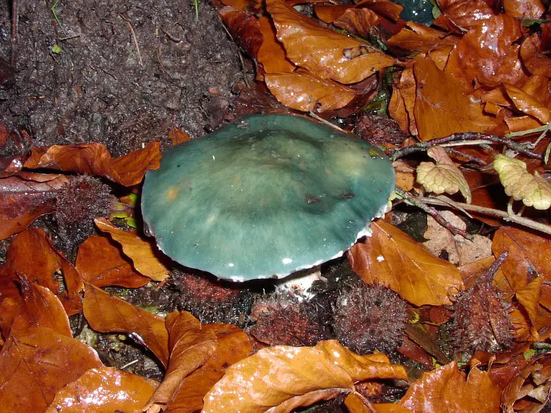 Death Cap – Amanita phalloides - Plants