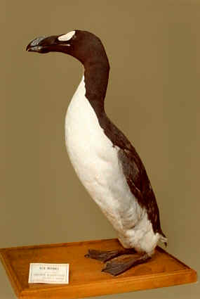 Great Auk - It's Nature