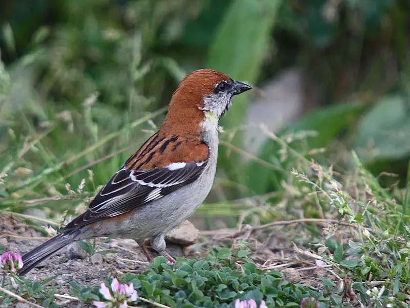 Russet Sparrow – Passer rutilans - Birds