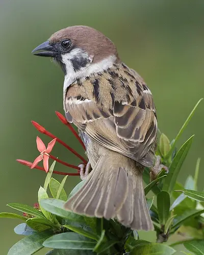 Eurasian Tree Sparrow – Passer montanus - Birds