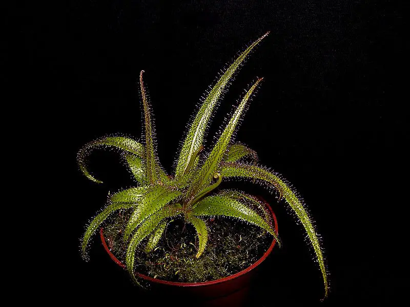 King Sundew – Drosera regia - Plants