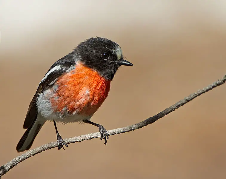 Flame Robin – Petroica phoenicea - Birds