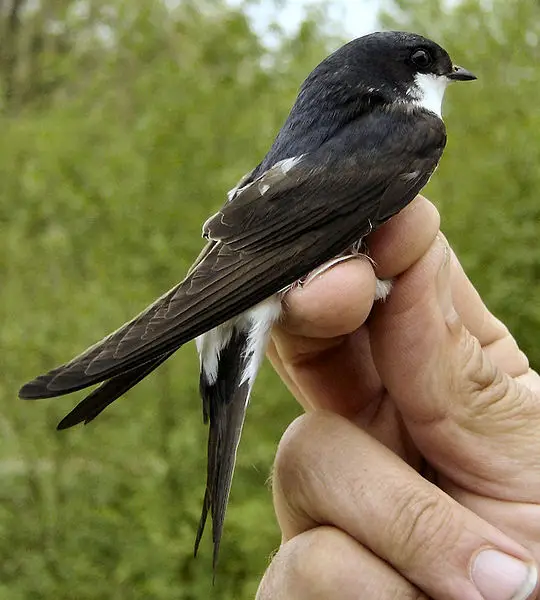 Common House Martin – Delichon urbicum - Birds