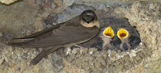 Rock Martin – Ptyonoprogne fuligula - Birds