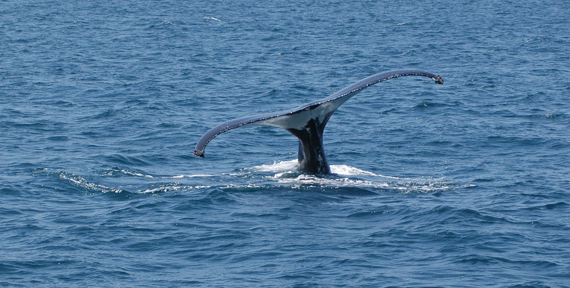 Deformed Humpback Whale Spotted off Kauai - Nature News