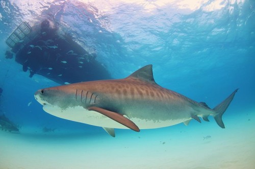10 of the World’s Scariest Sharks - What on Earth?